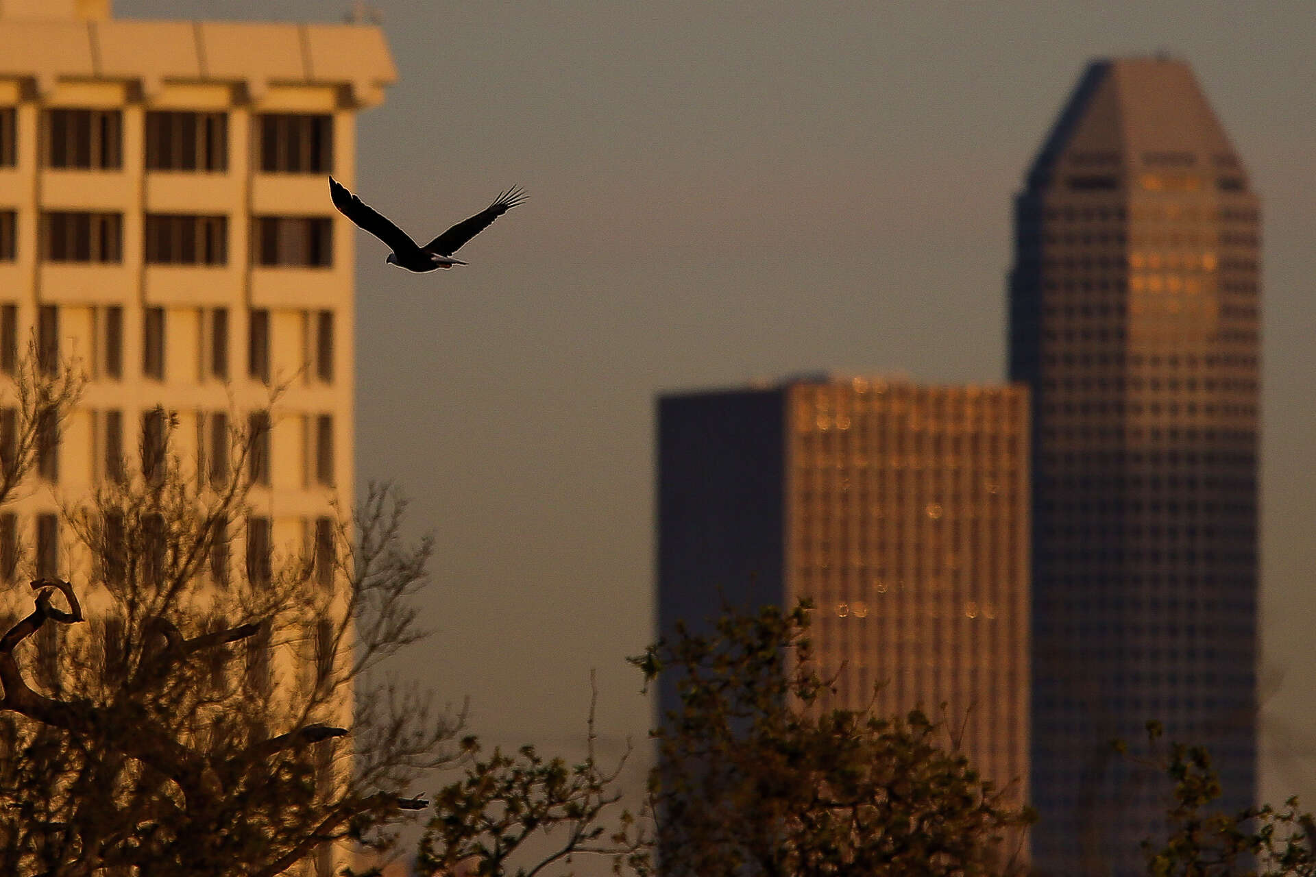 Houston is America's most diverse city, and others are finally starting ...