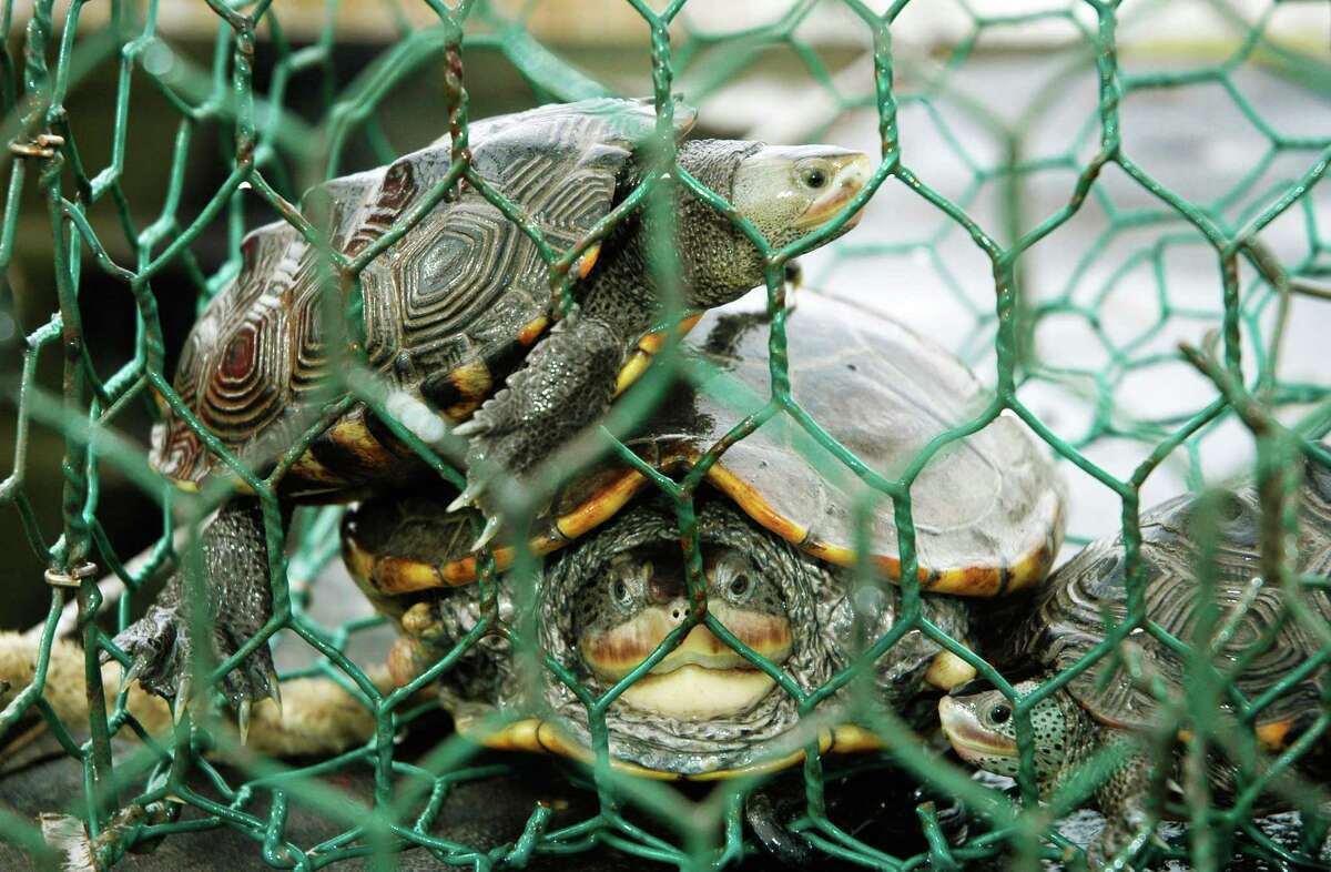 Coastal anglers turning tide on derelict crab traps