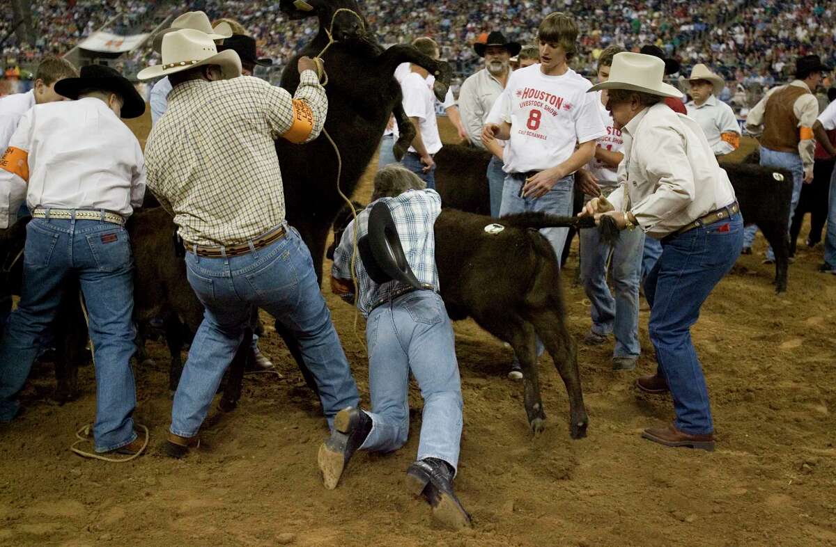 Calf scramble is a game changer for students