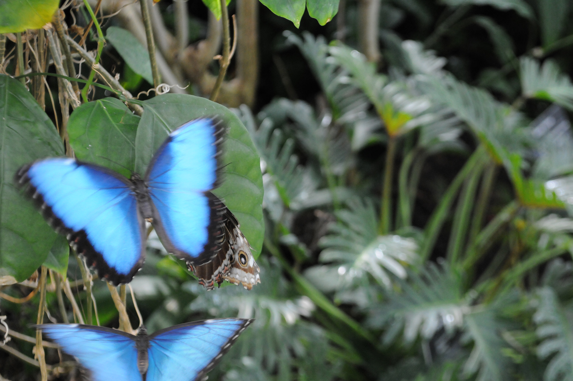Blue Morpho Butterfly Habitat