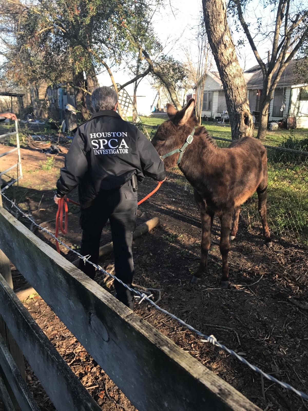 County seizes emaciated horses from Conroe man