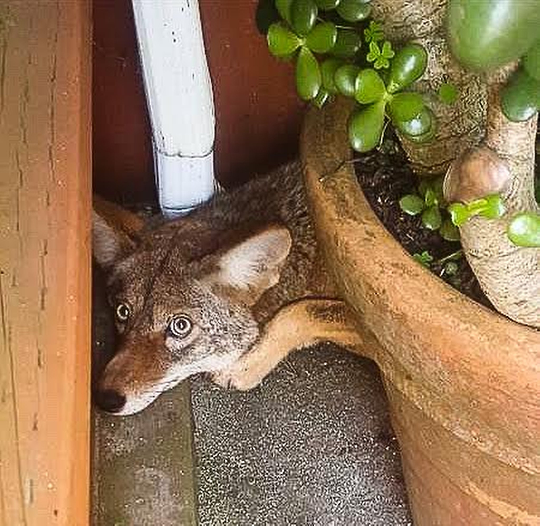 Cutest coyote ever found hiding behind homeowner's potted plant