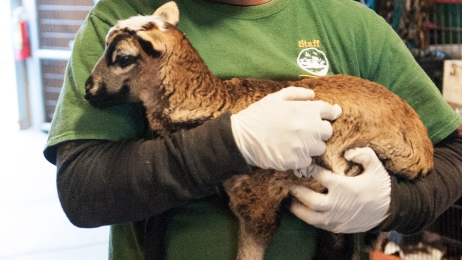 26 Neglected Animals Rescued From Land In Pajaro