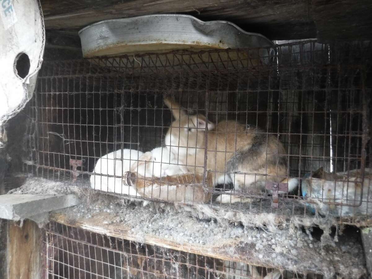 26 Neglected Animals Rescued From Land In Pajaro