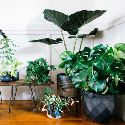 19 ways to design with houseplants