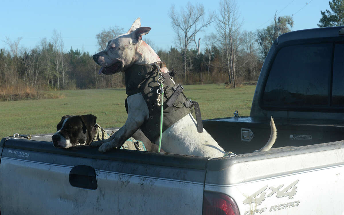 Hog hunting made easier with technology