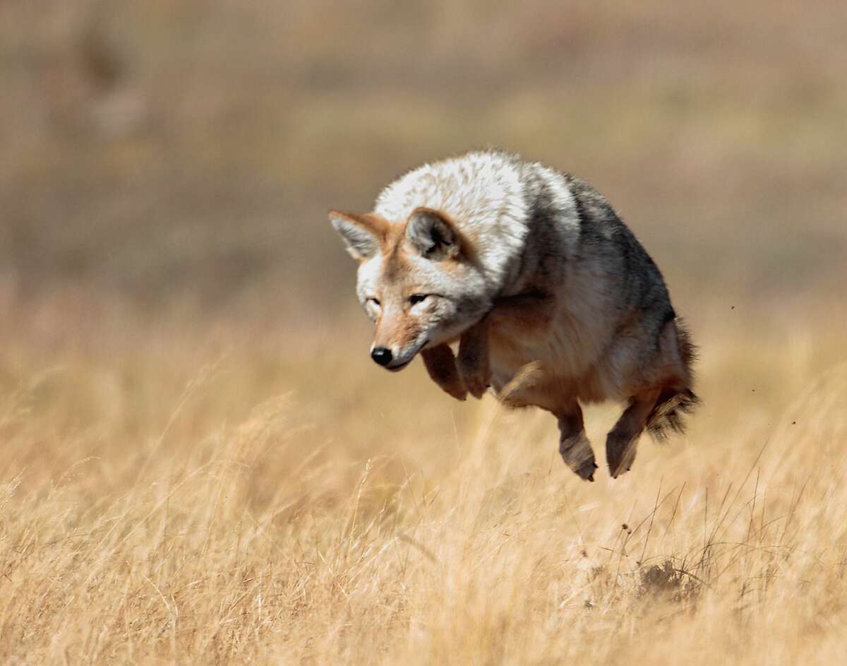 Skinned coyote found hanging from tree in Bay Area park linked to ...