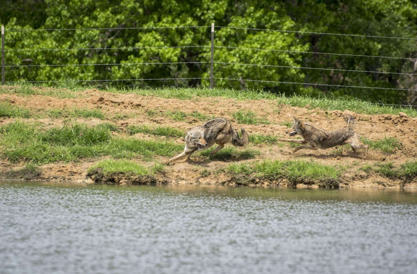 Skinned coyote found hanging from tree in Bay Area park linked to ...