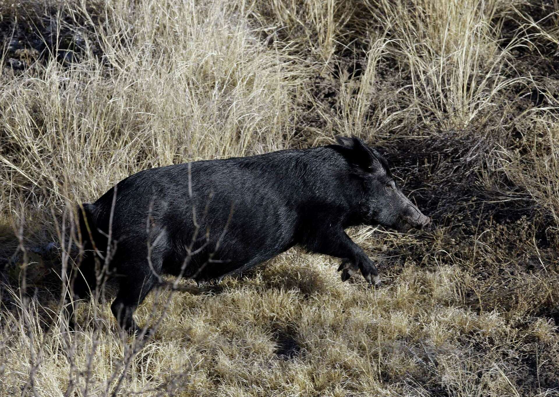 Texas hunters want to put the kibosh on ag commissioner’s ‘feral hog apocalypse’
