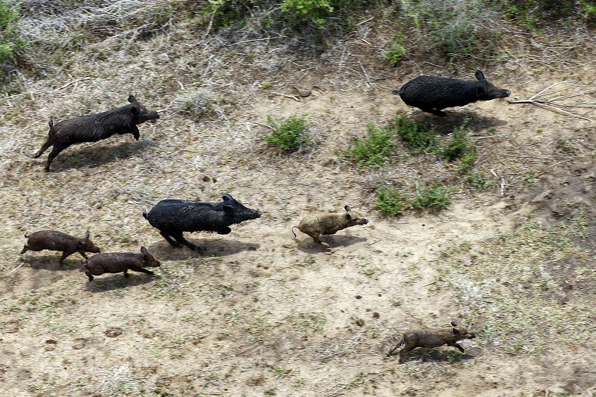 Texas hunters want to put the kibosh on ag commissioner’s ‘feral hog apocalypse’