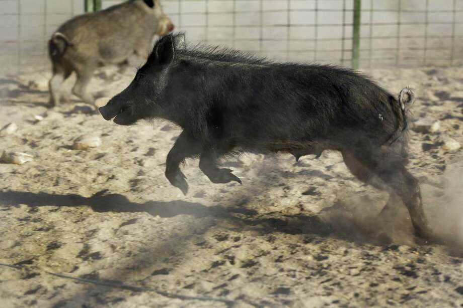 Three die in accident caused by wild hog - San Antonio Express-News