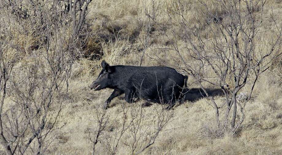 Hays County feral hog tails worth $5 each starting Wednesday - San ...