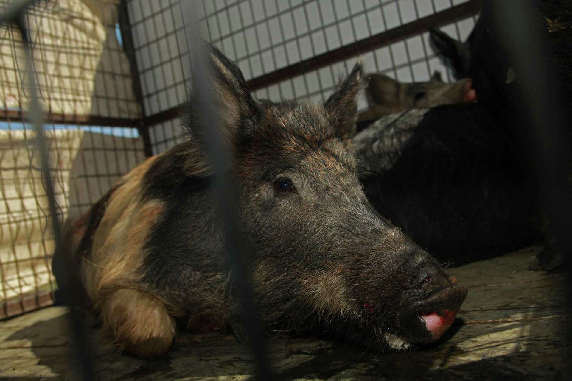 Texas hunters want to put the kibosh on ag commissioner’s ‘feral hog apocalypse’