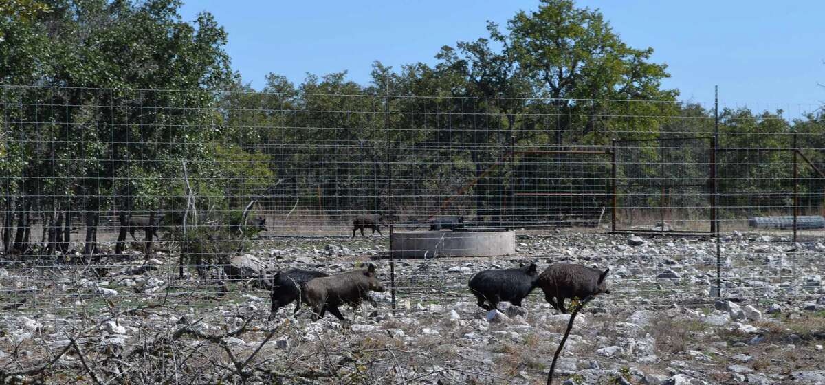 Texas hunters want to put the kibosh on ag commissioner’s ‘feral hog ...