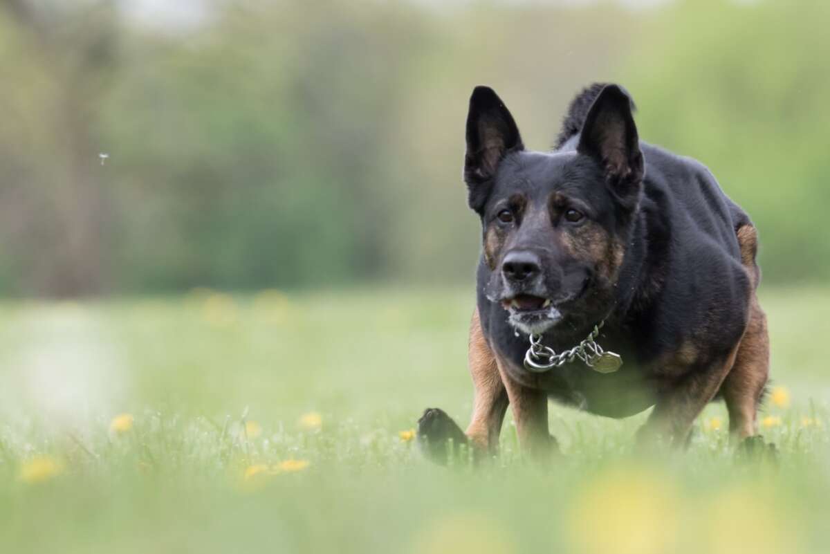 First 2 N.Y. State Police canine handlers recall fierce, friendly dogs