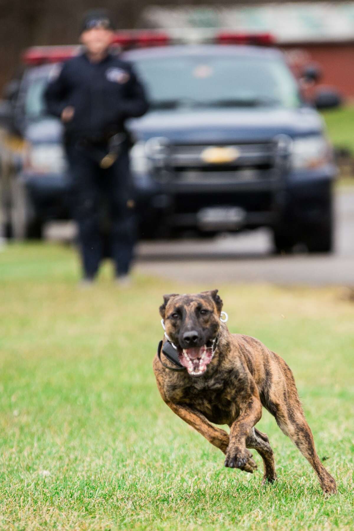 First 2 N.Y. State Police canine handlers recall fierce, friendly dogs