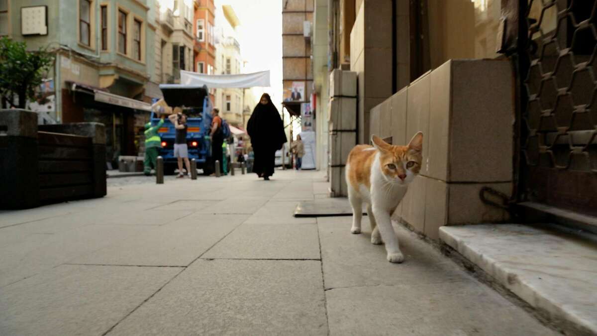 ‘Kedi’ celebrates the stray cats of Istanbul