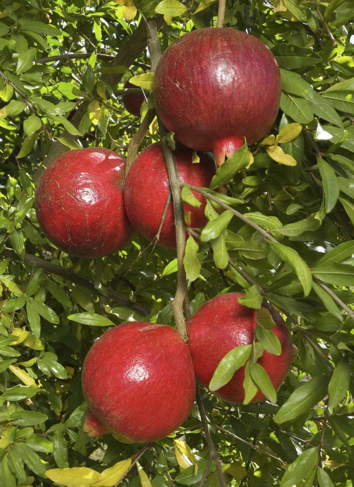 Now’s a great time to plant fruit trees
