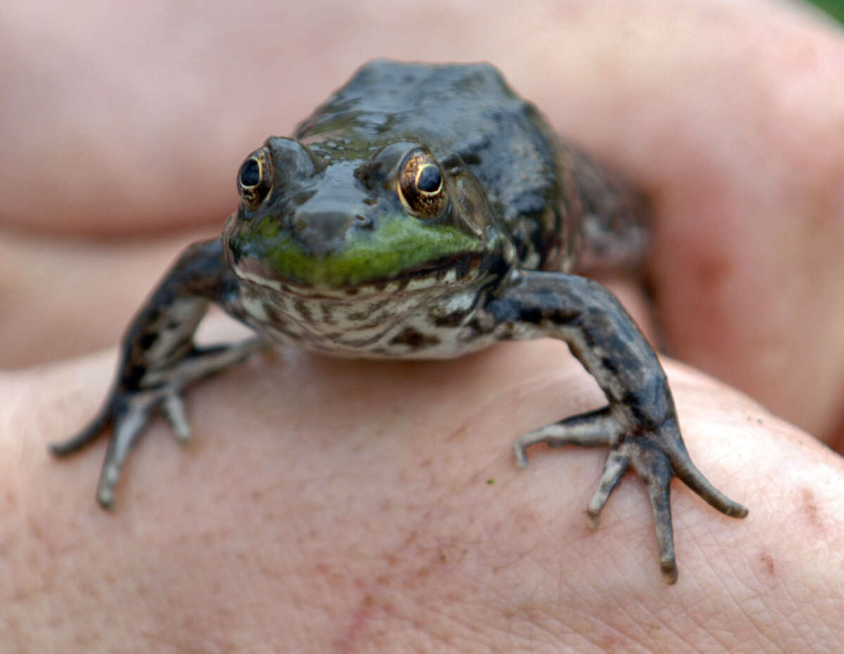 Warm weather could have frogs, salamanders on the move, DEC says