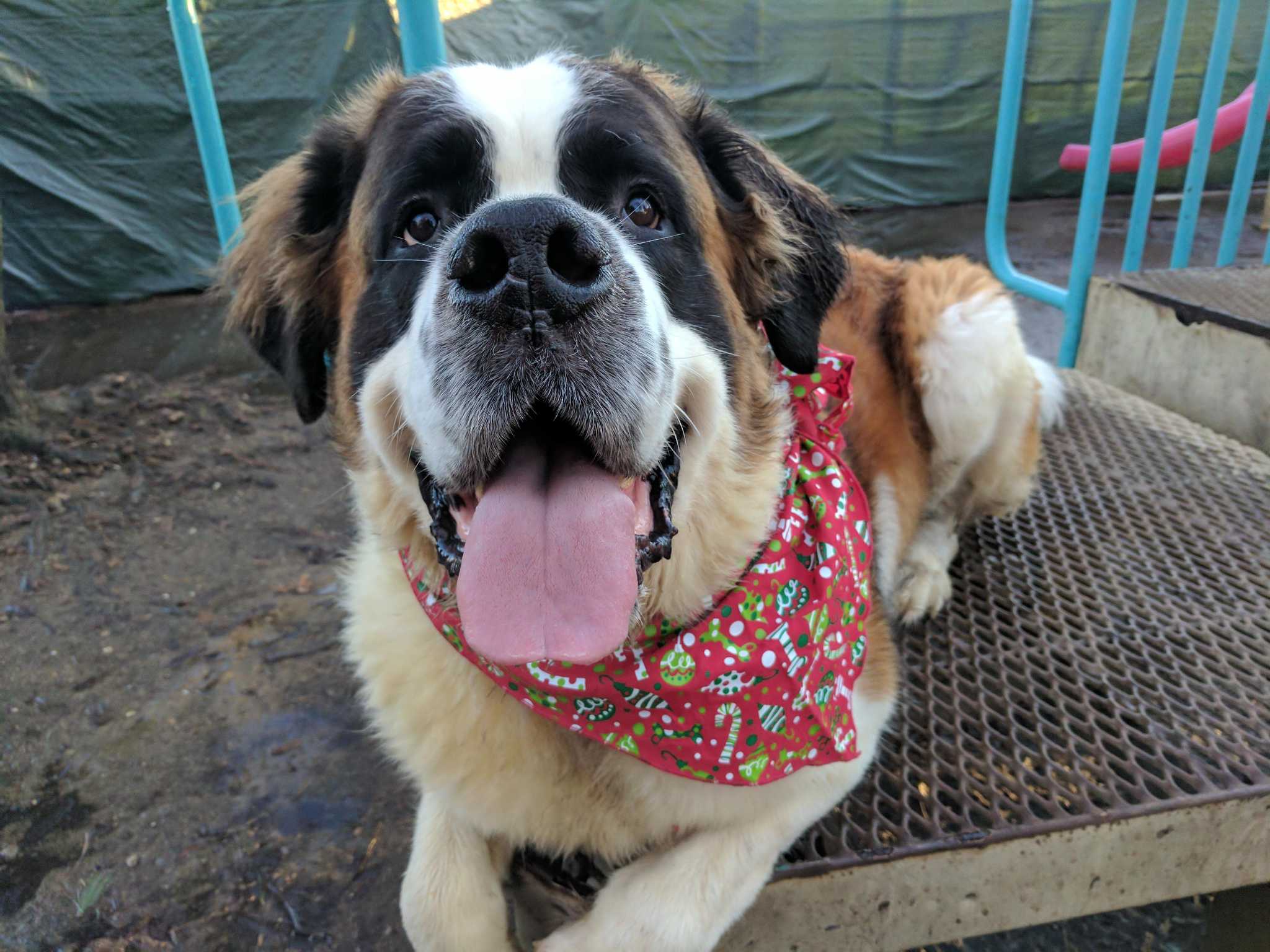 Pet of the week: Han