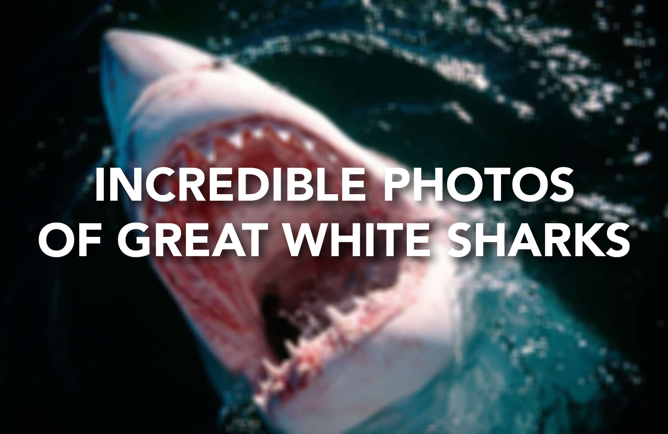 There are so many great whites at Santa Cruz beaches, locals are ...