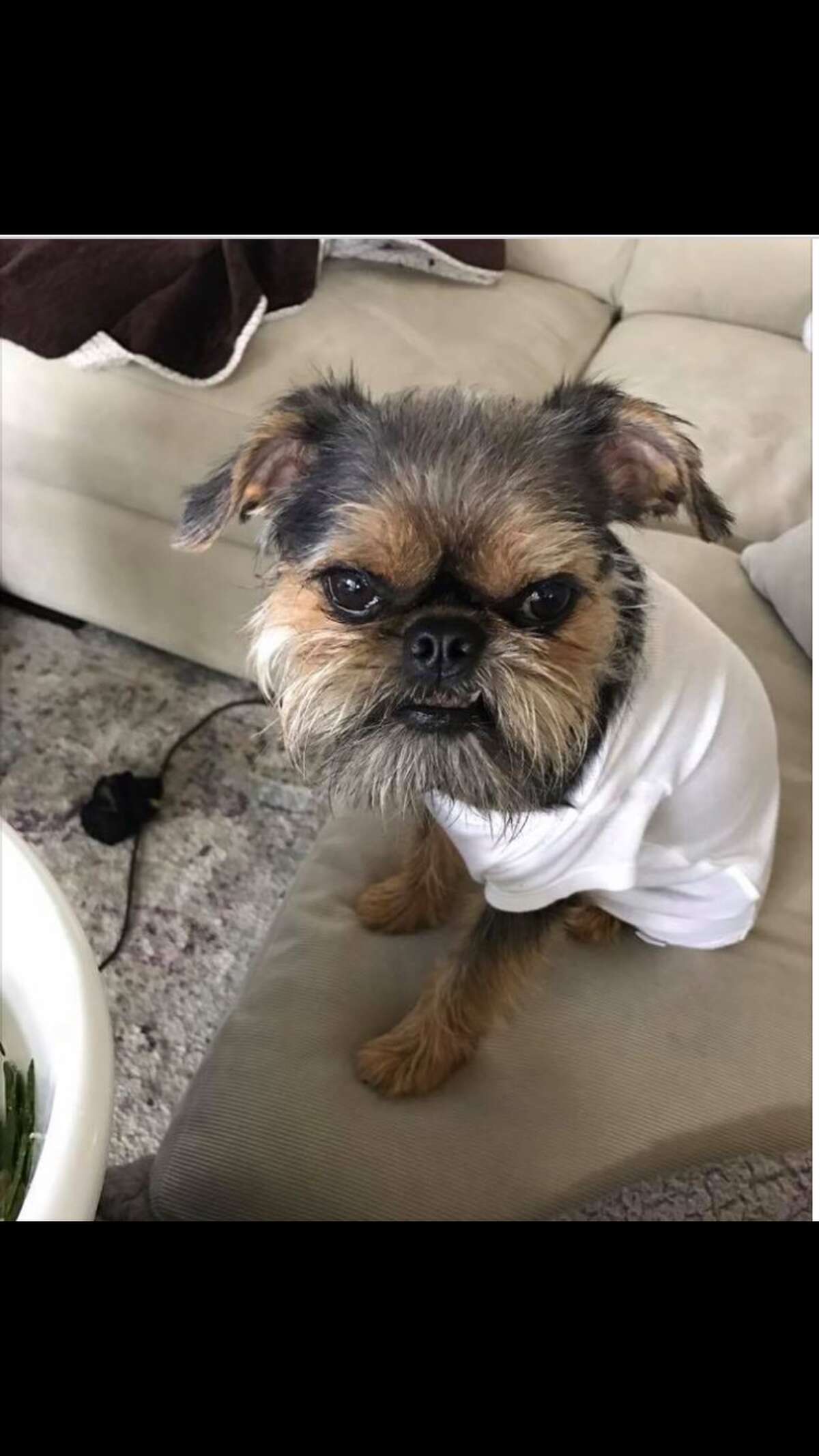 South Bay couple desperate to find missing dog, postpones wedding