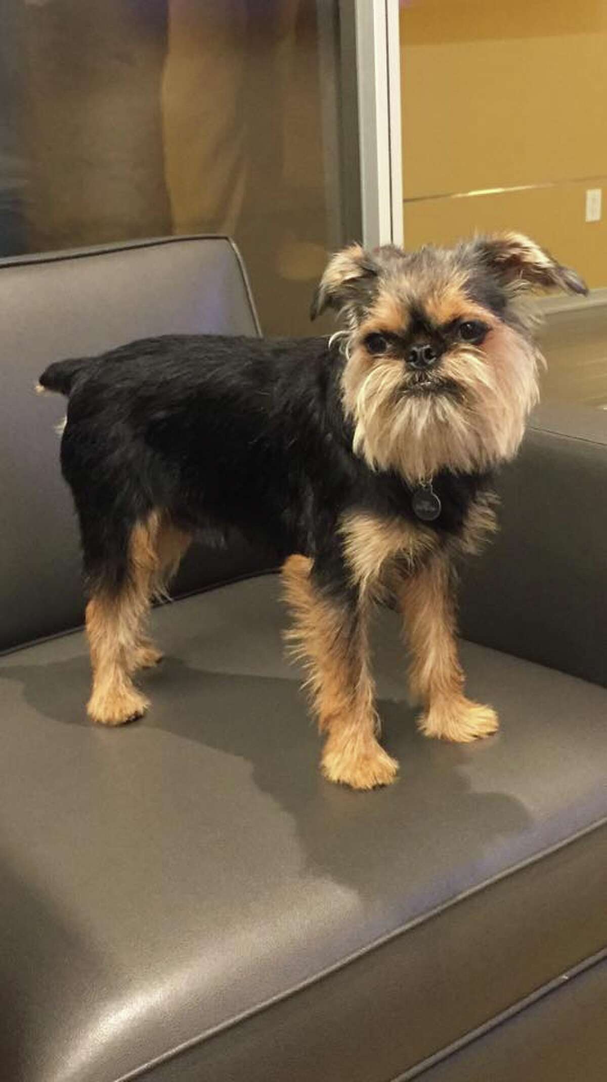 South Bay couple desperate to find missing dog, postpones wedding