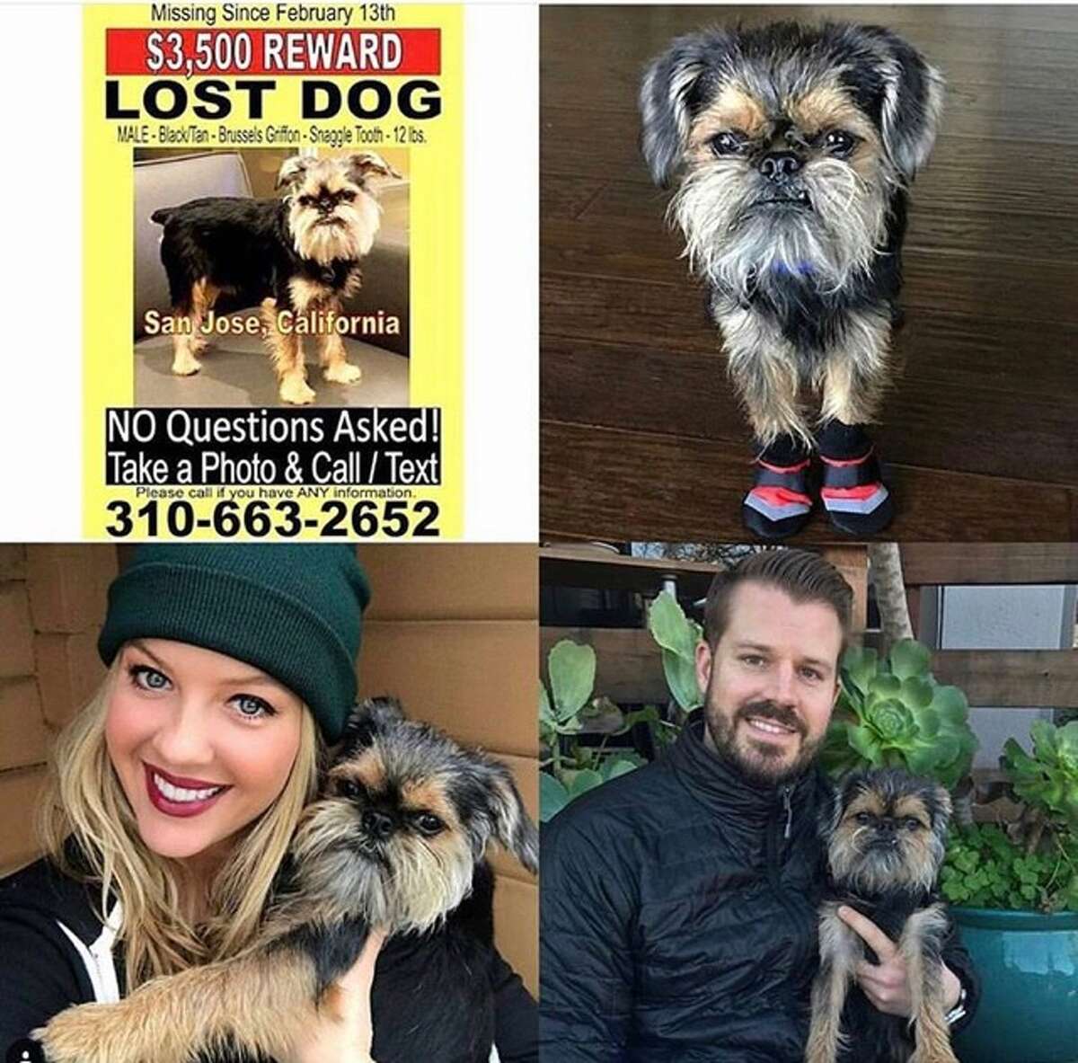 South Bay couple desperate to find missing dog, postpones wedding