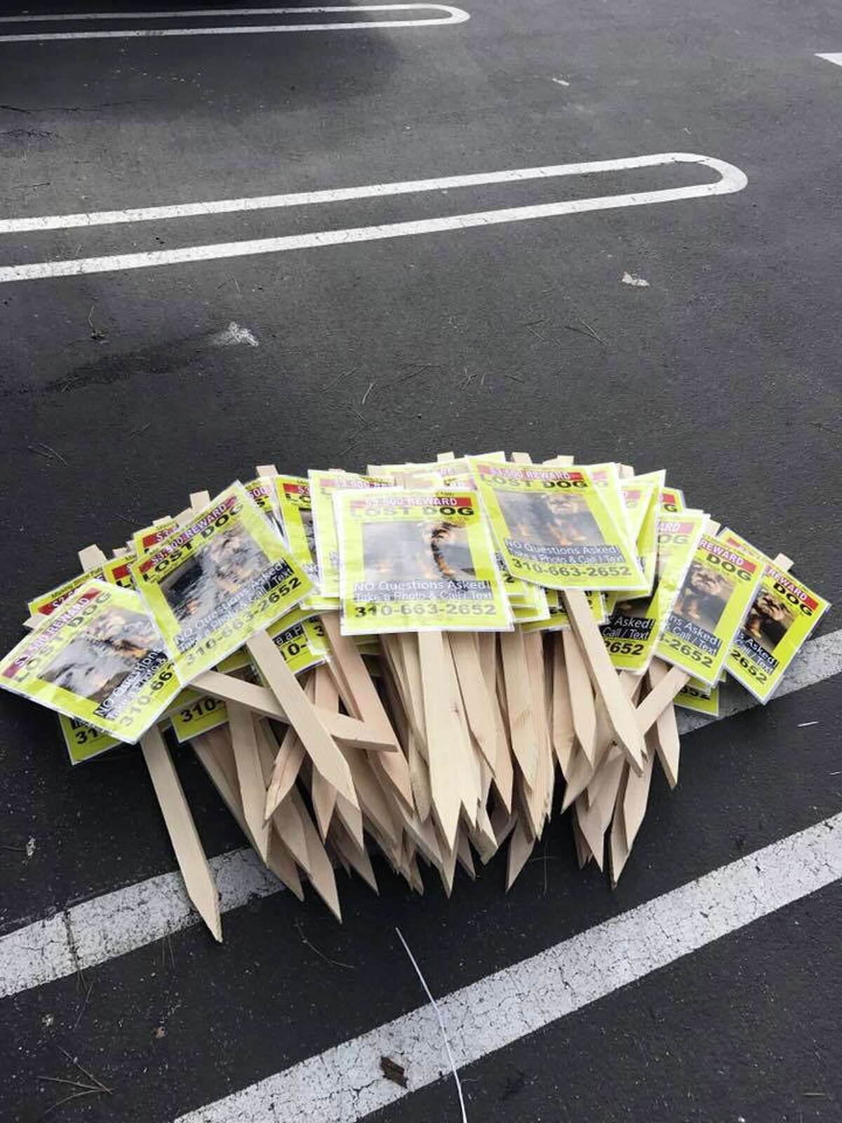 South Bay couple desperate to find missing dog, postpones wedding