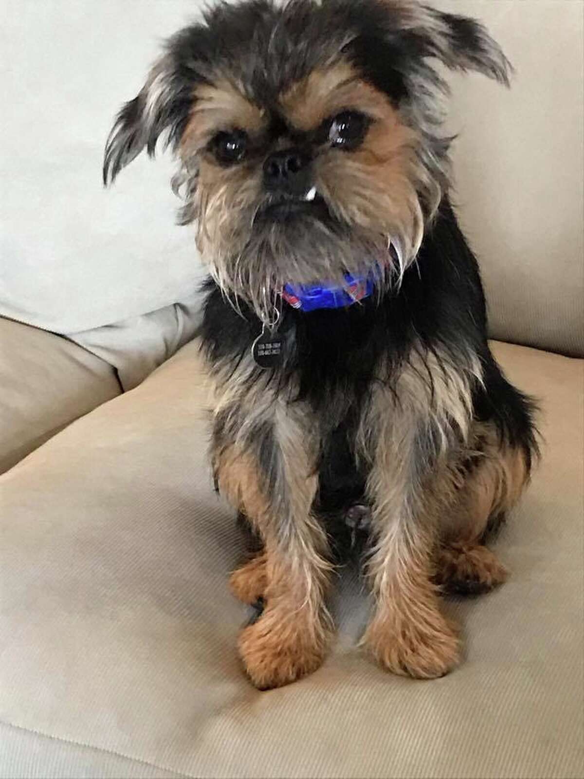 South Bay couple desperate to find missing dog, postpones wedding