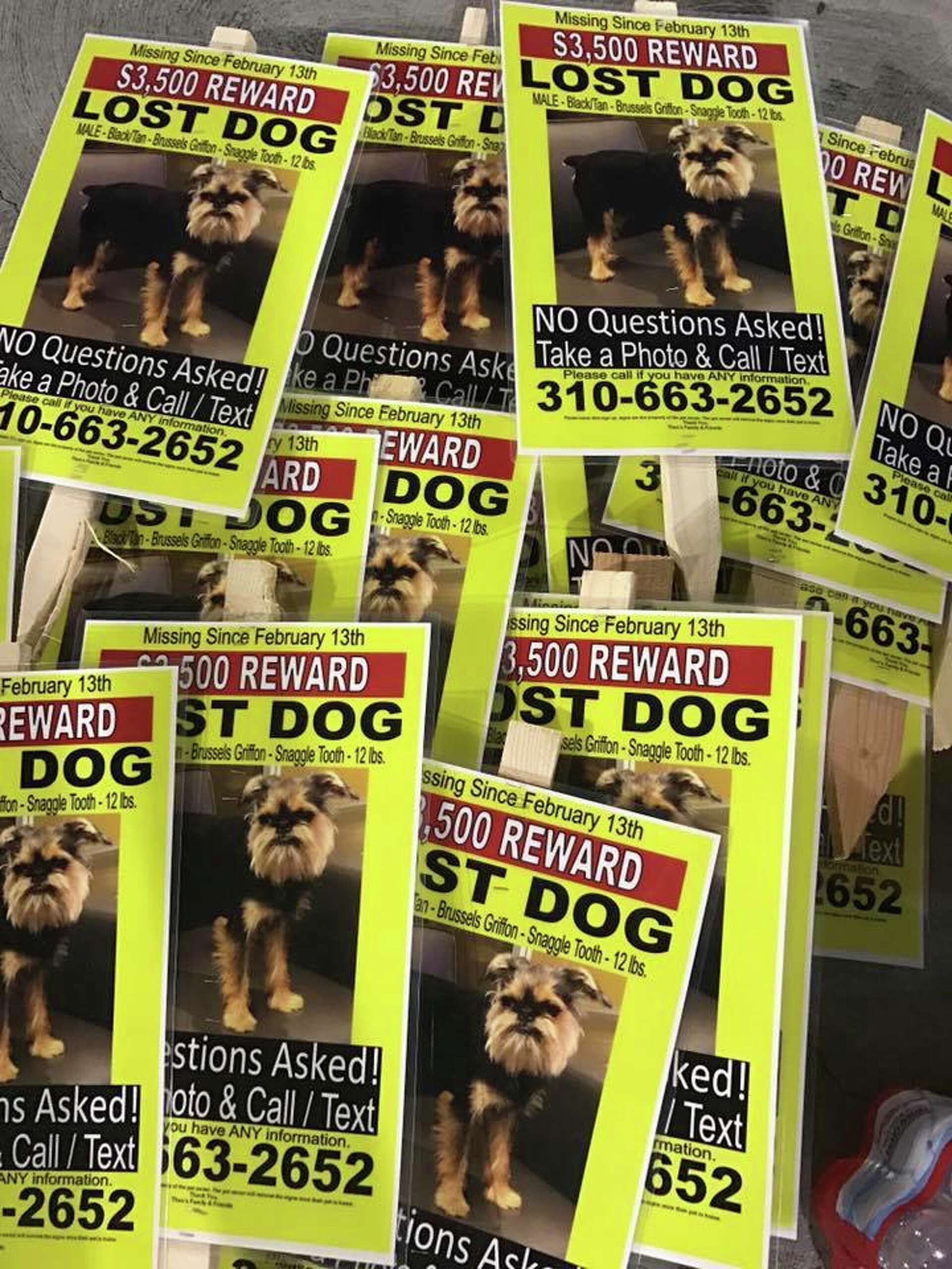 South Bay couple desperate to find missing dog, postpones wedding