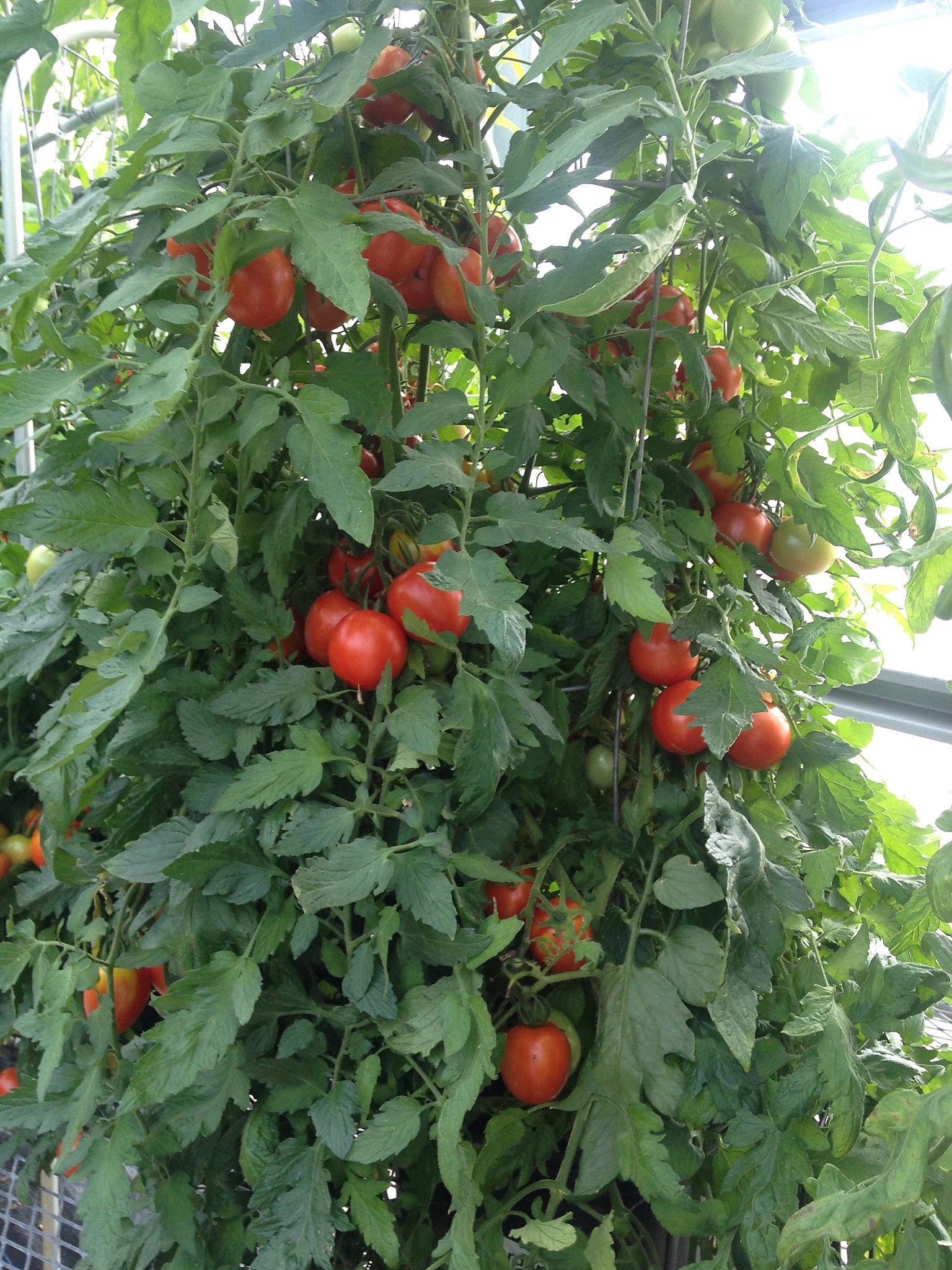 Quest for new flavorful tomatoes: You can test the seeds