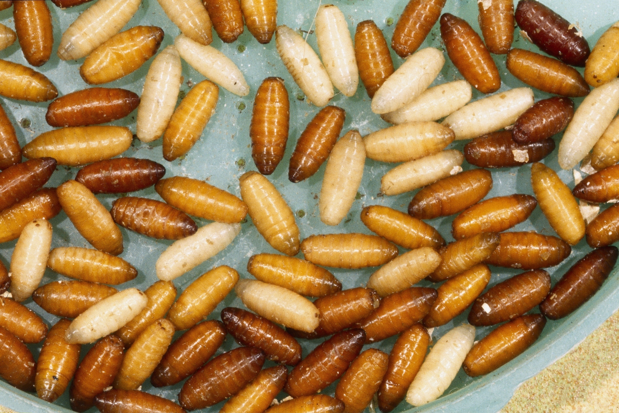 Maggots found inside fruit cup at Texas High School