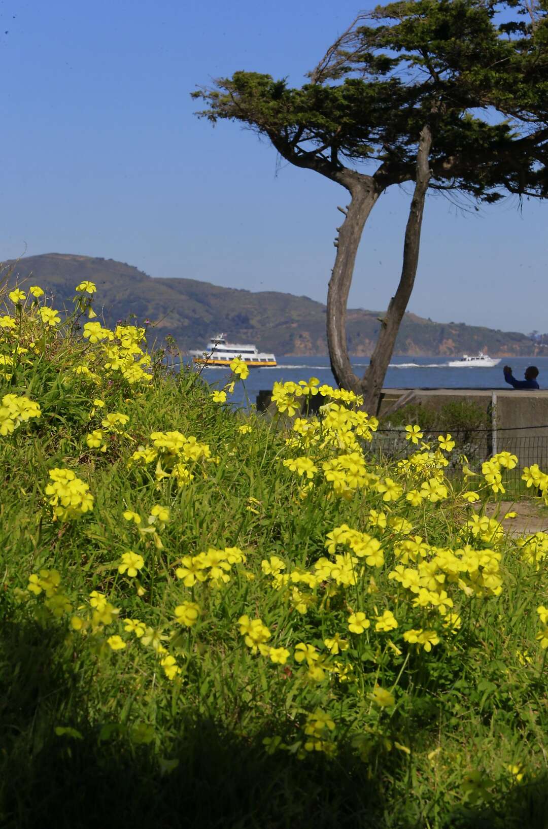 Where to see the Bay Area's wildflowers