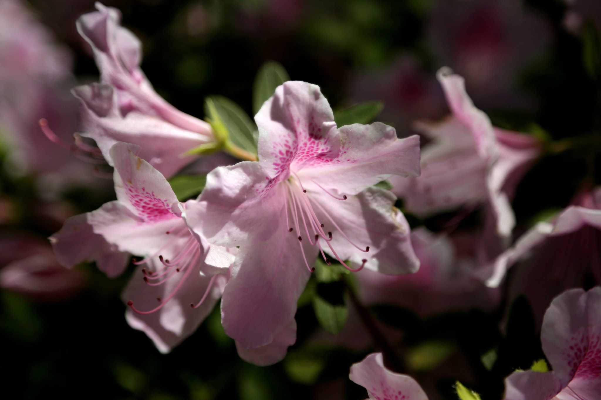 On the trail of the azalea