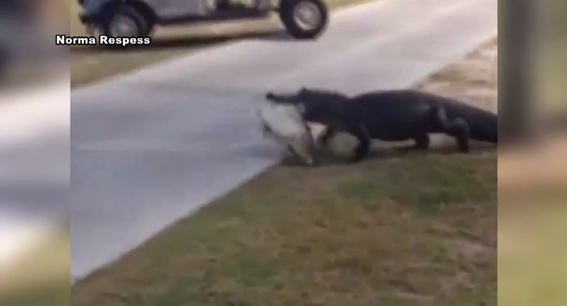 Watch this alligator stroll through a golf course carrying its catch