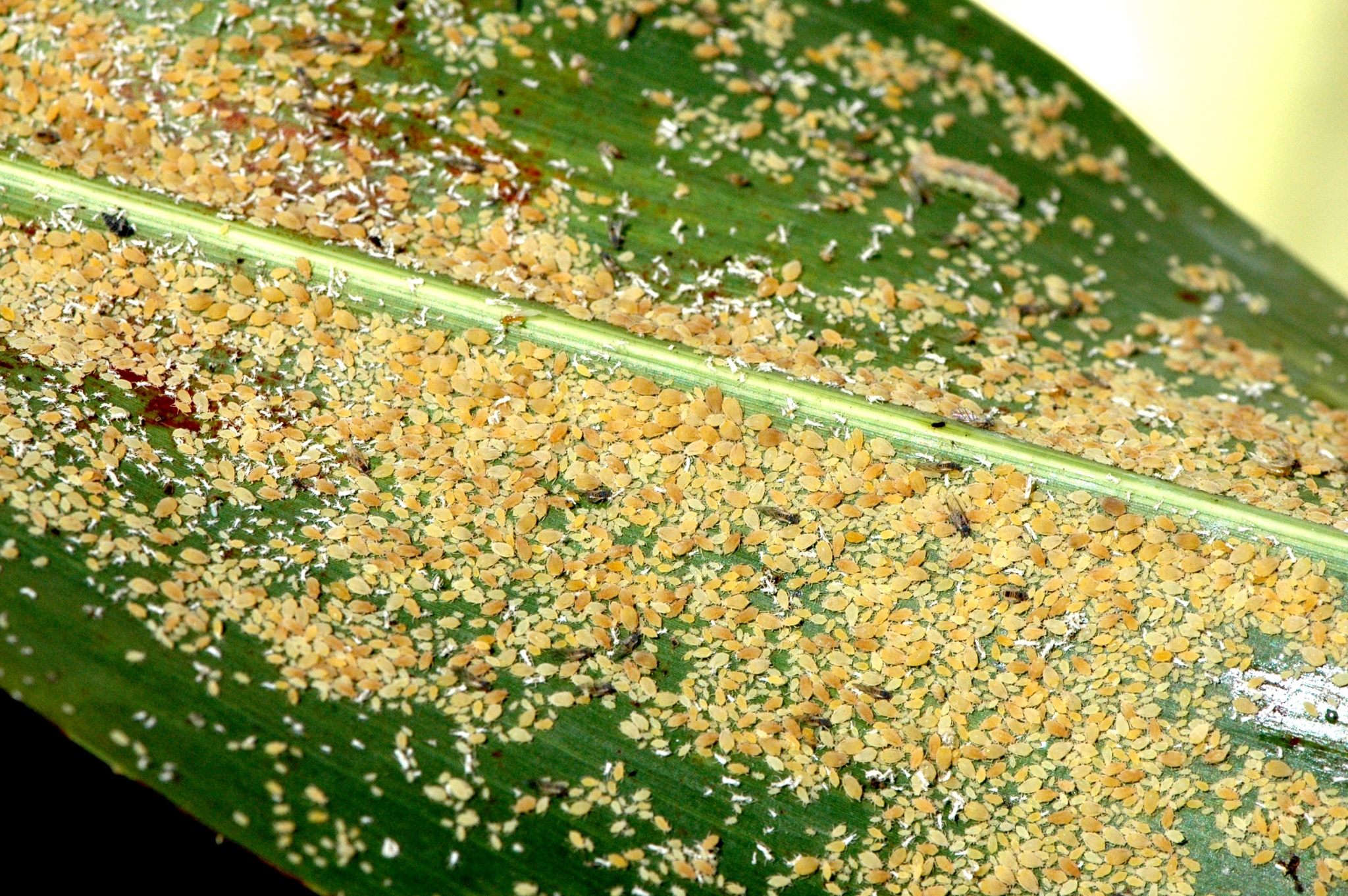 Early season tips on the sugarcane aphid