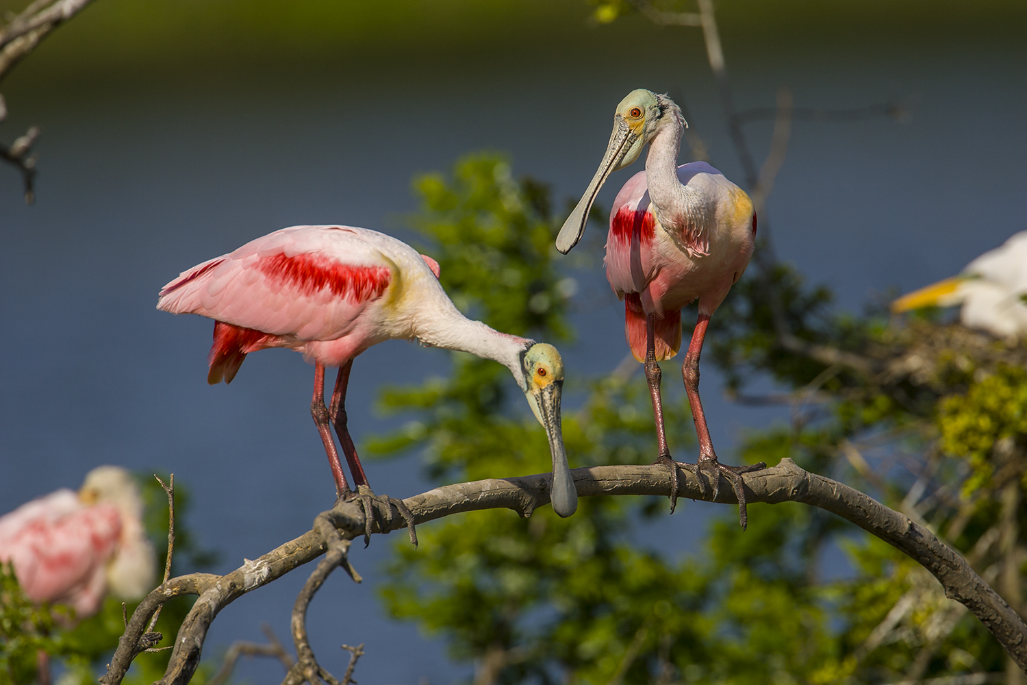 Rookery is perfect spot for viewing wading birds