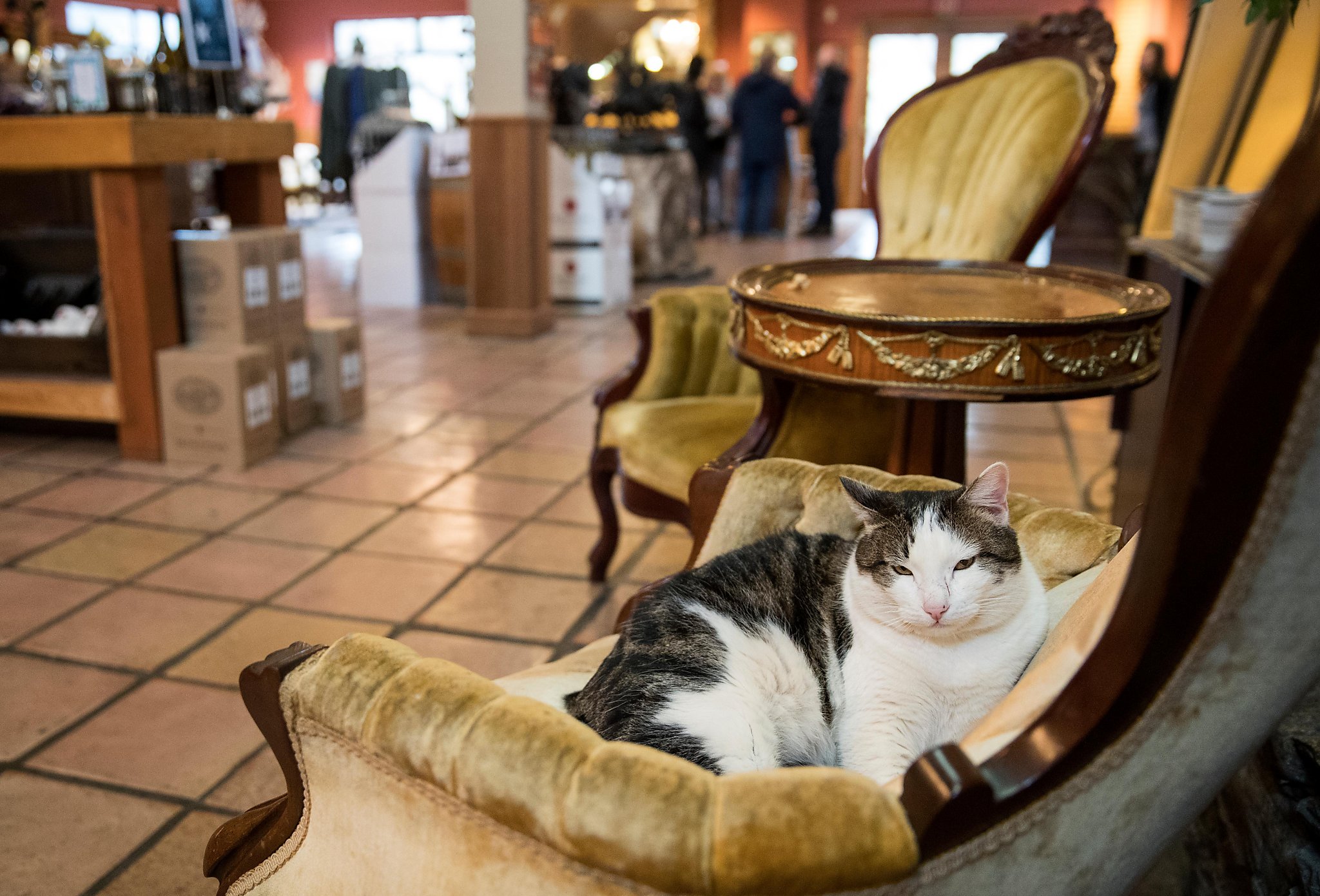 Spend the day at Ironstone Vineyards, a Gold Rush museum destination