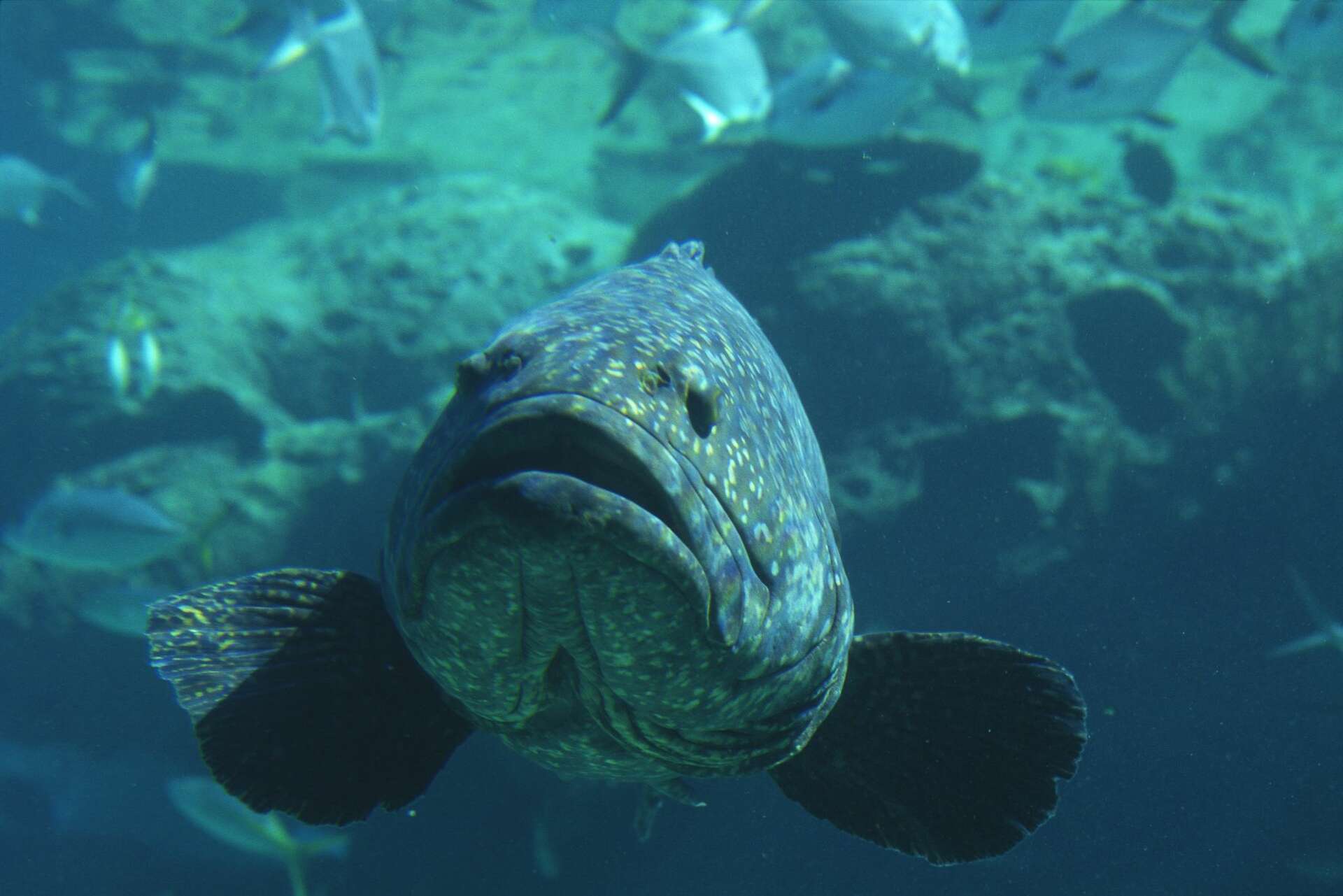 The biggest fish caught off the Texas coast according to Texas Parks ...