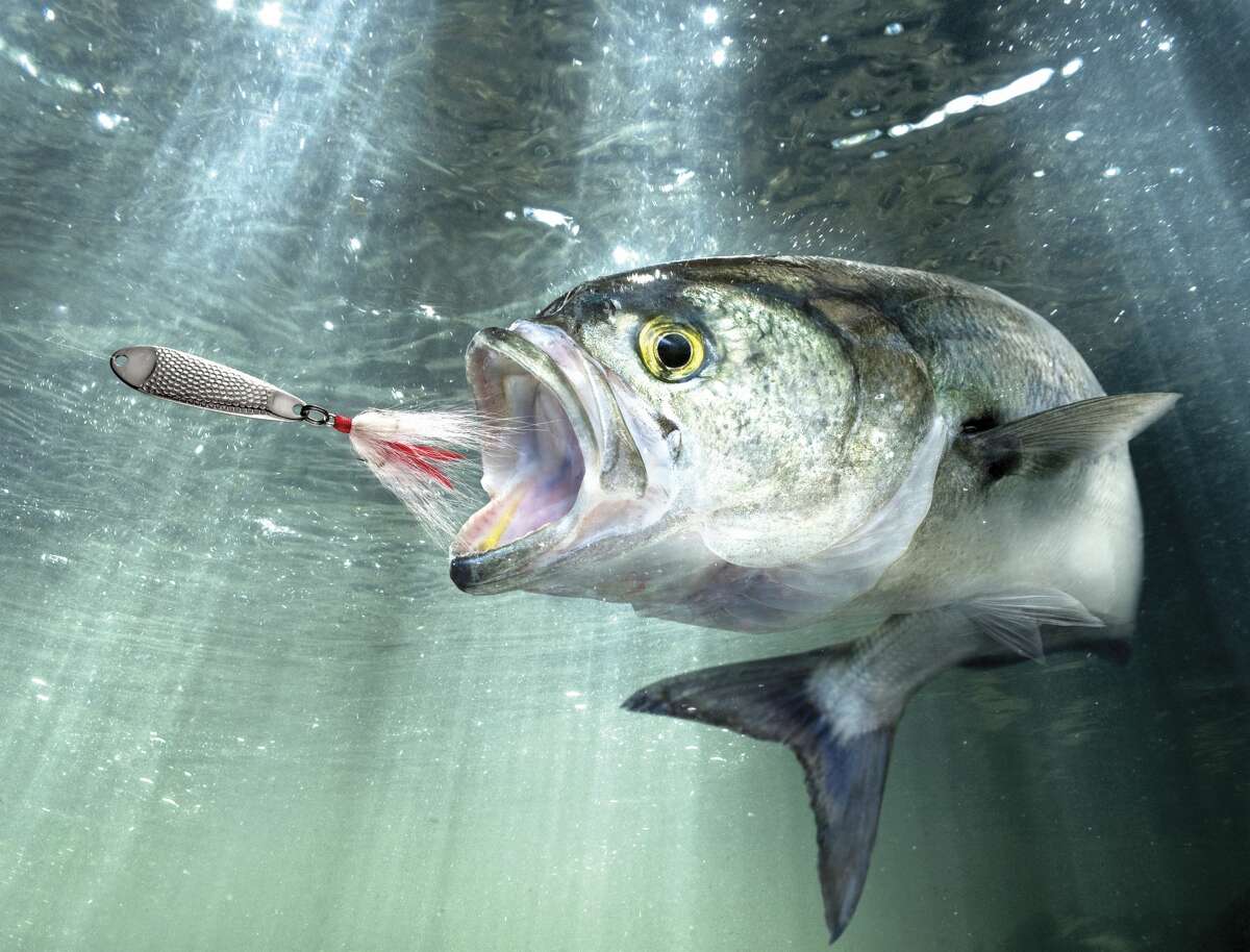 Video: Shark chomps a Texas fisherman’s catch off South Padre Island