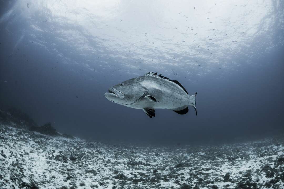 The biggest fish caught off the Texas coast according to Texas Parks ...