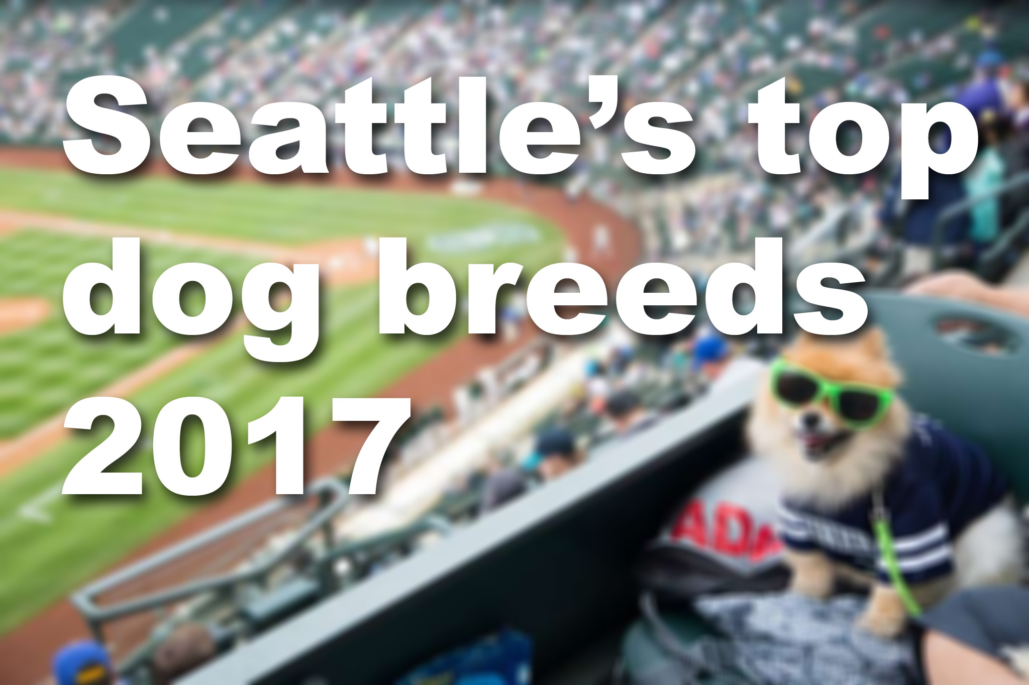 Seattle's top dog breeds 2017