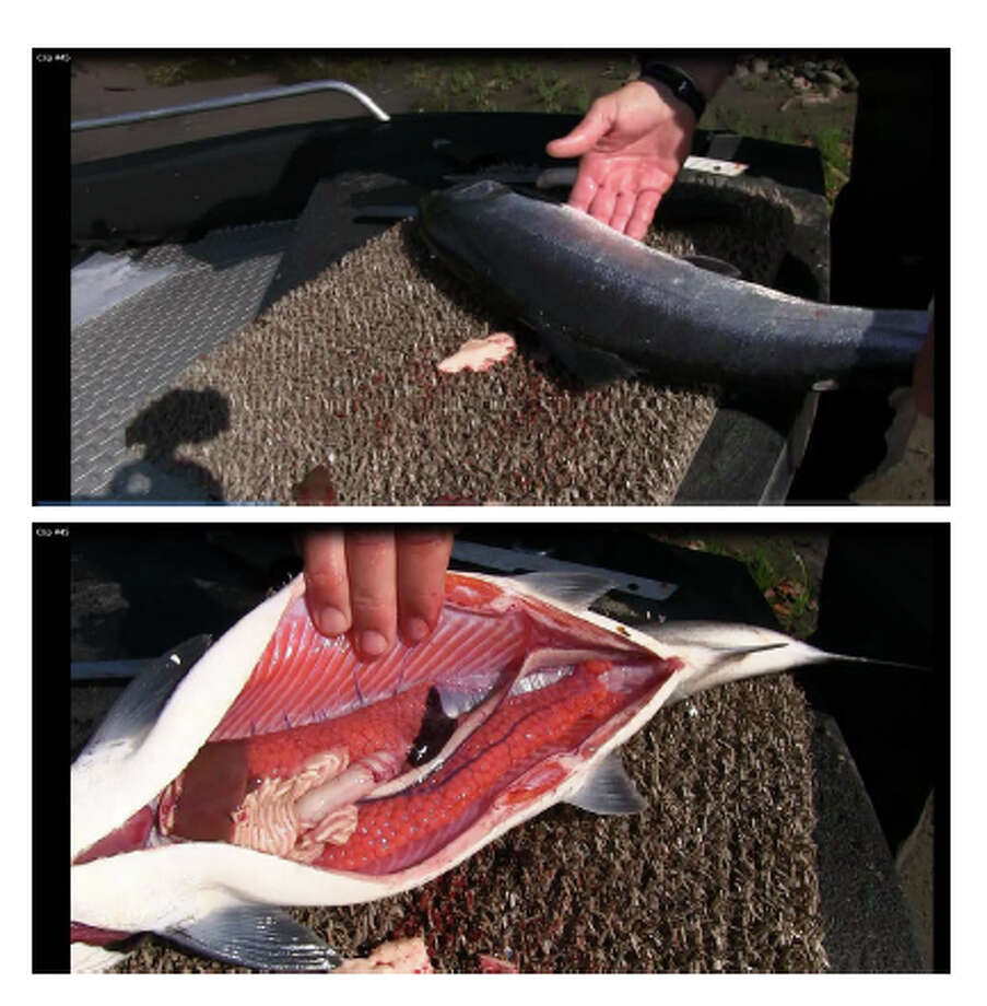 Fishing guide caught clubbing endangered coho on camera - seattlepi.com