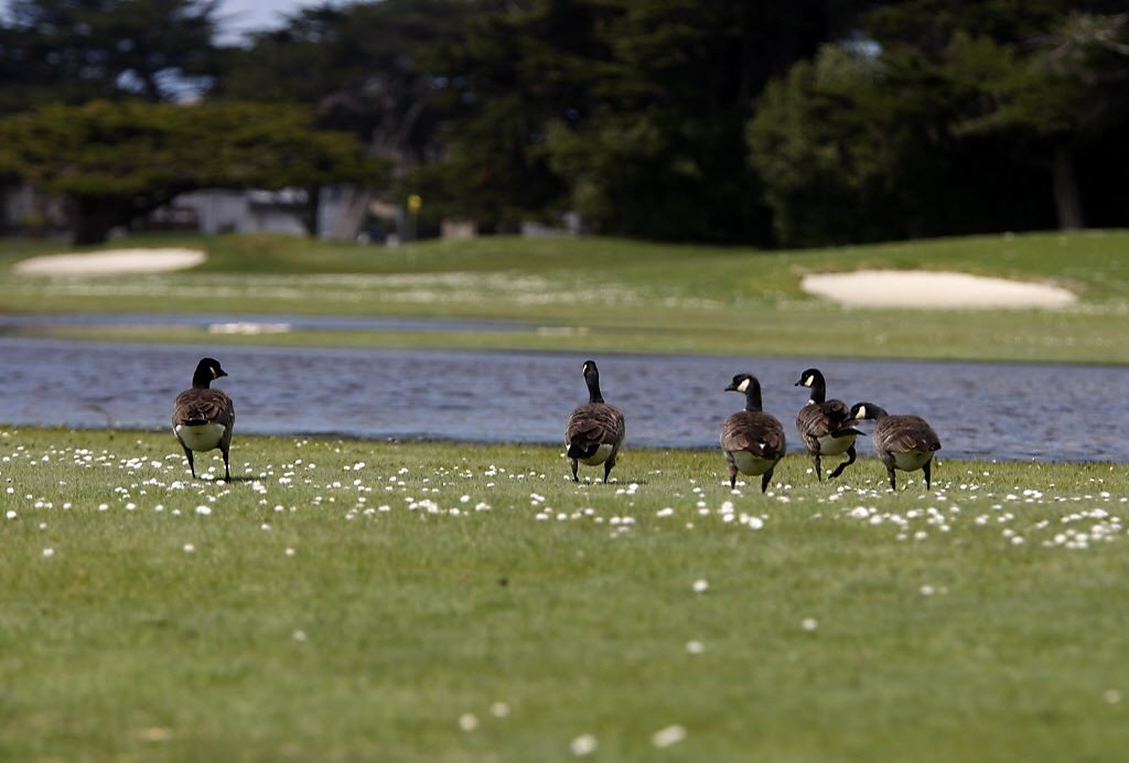 Sharp Park restoration back on track