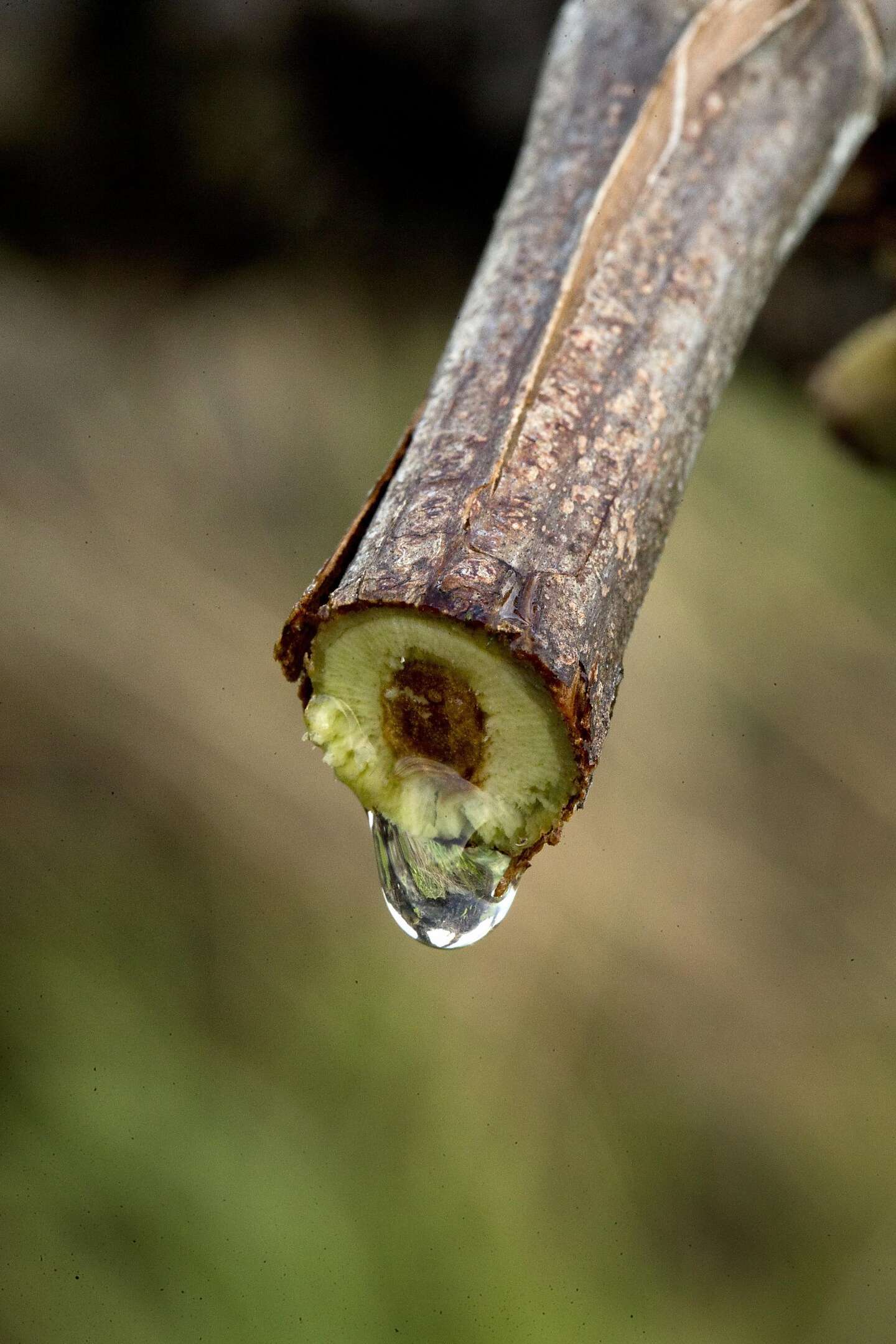 Mission revival: State’s first wine grape, circa 1760, rides again