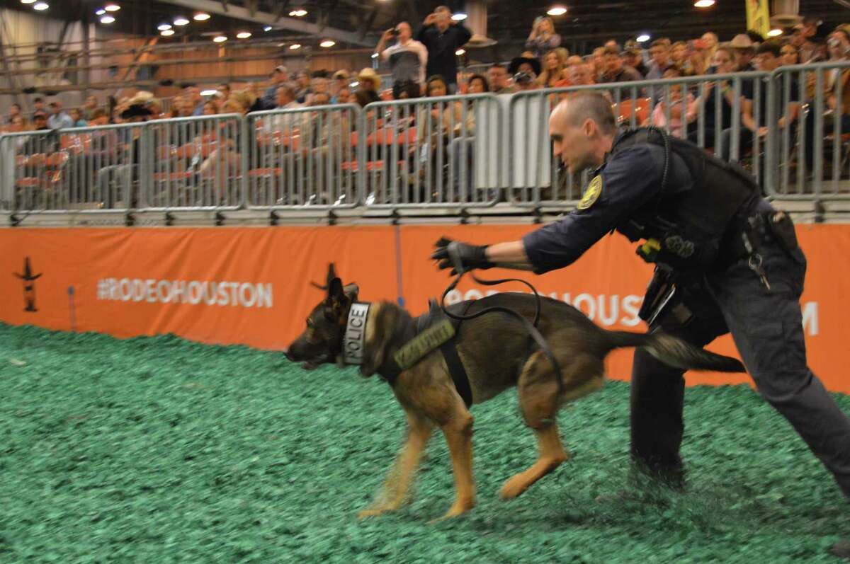 K9 police celebrate Bring Your Dog to Work Day today ... and every day