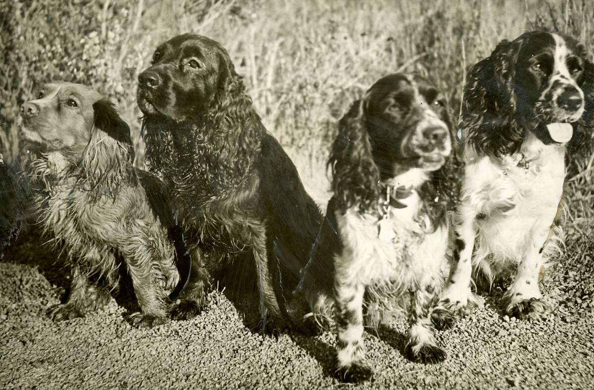 San Francisco is a dog haven - is your breed among the cutest archive ...