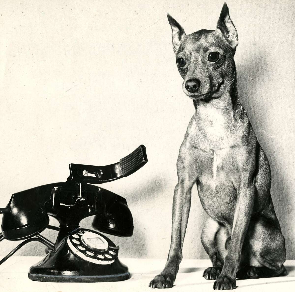 San Francisco is a dog haven - is your breed among the cutest archive ...