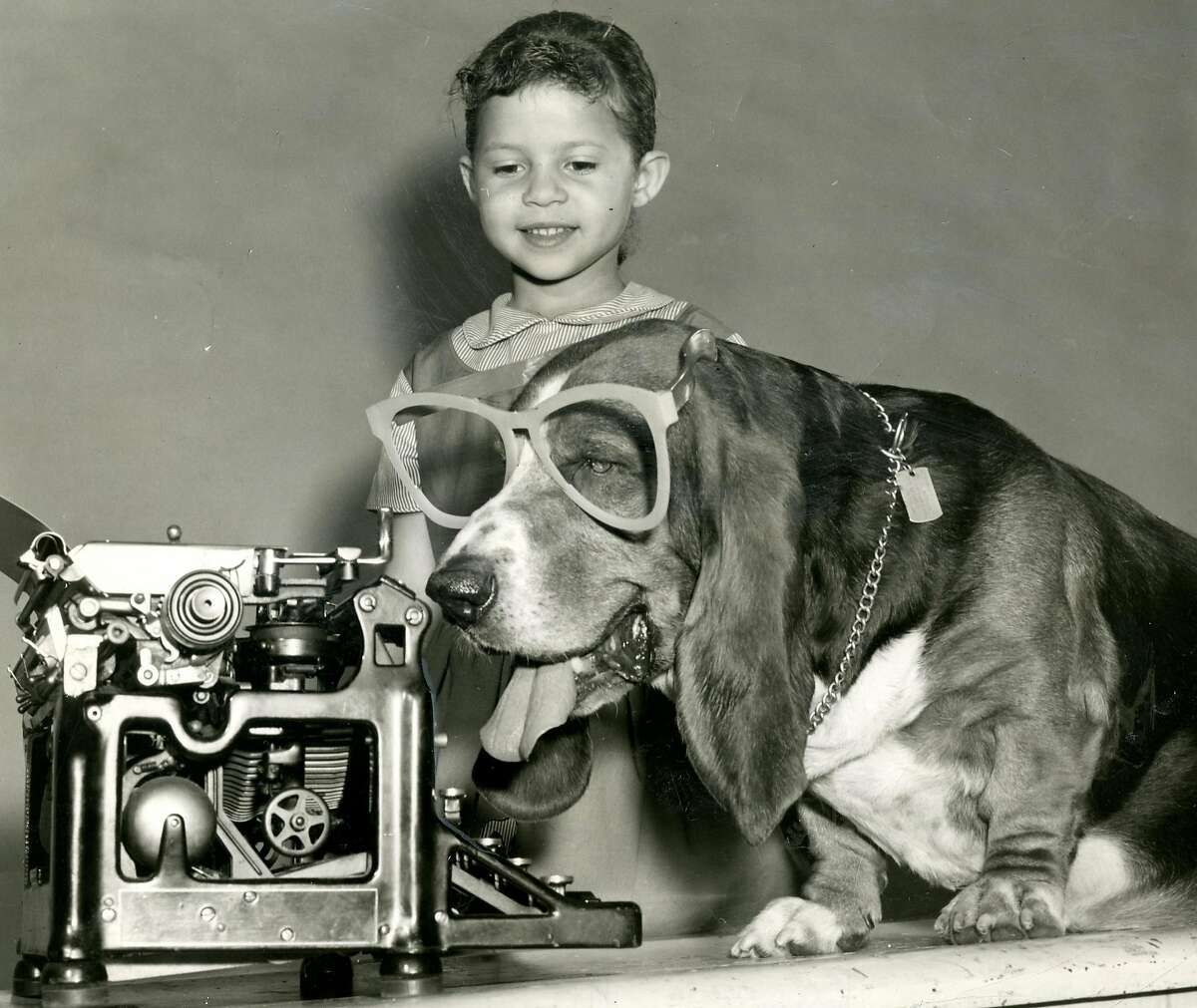 San Francisco is a dog haven - is your breed among the cutest archive ...
